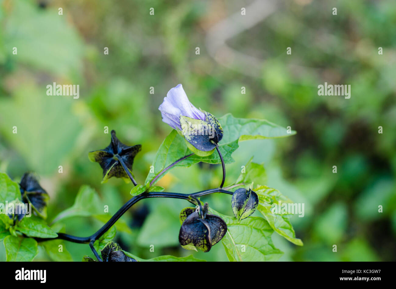 beautiful garden flowers Stock Photo - Alamy