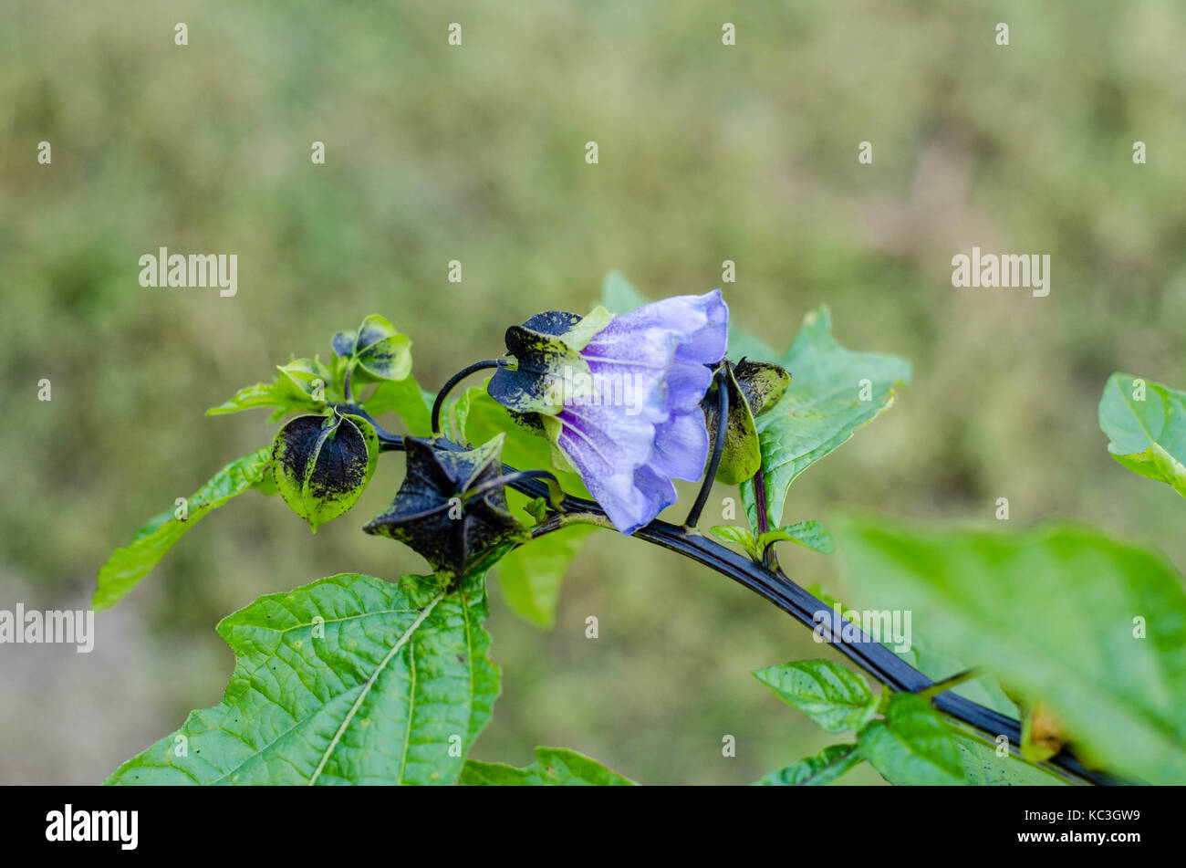 beautiful garden flowers Stock Photo - Alamy