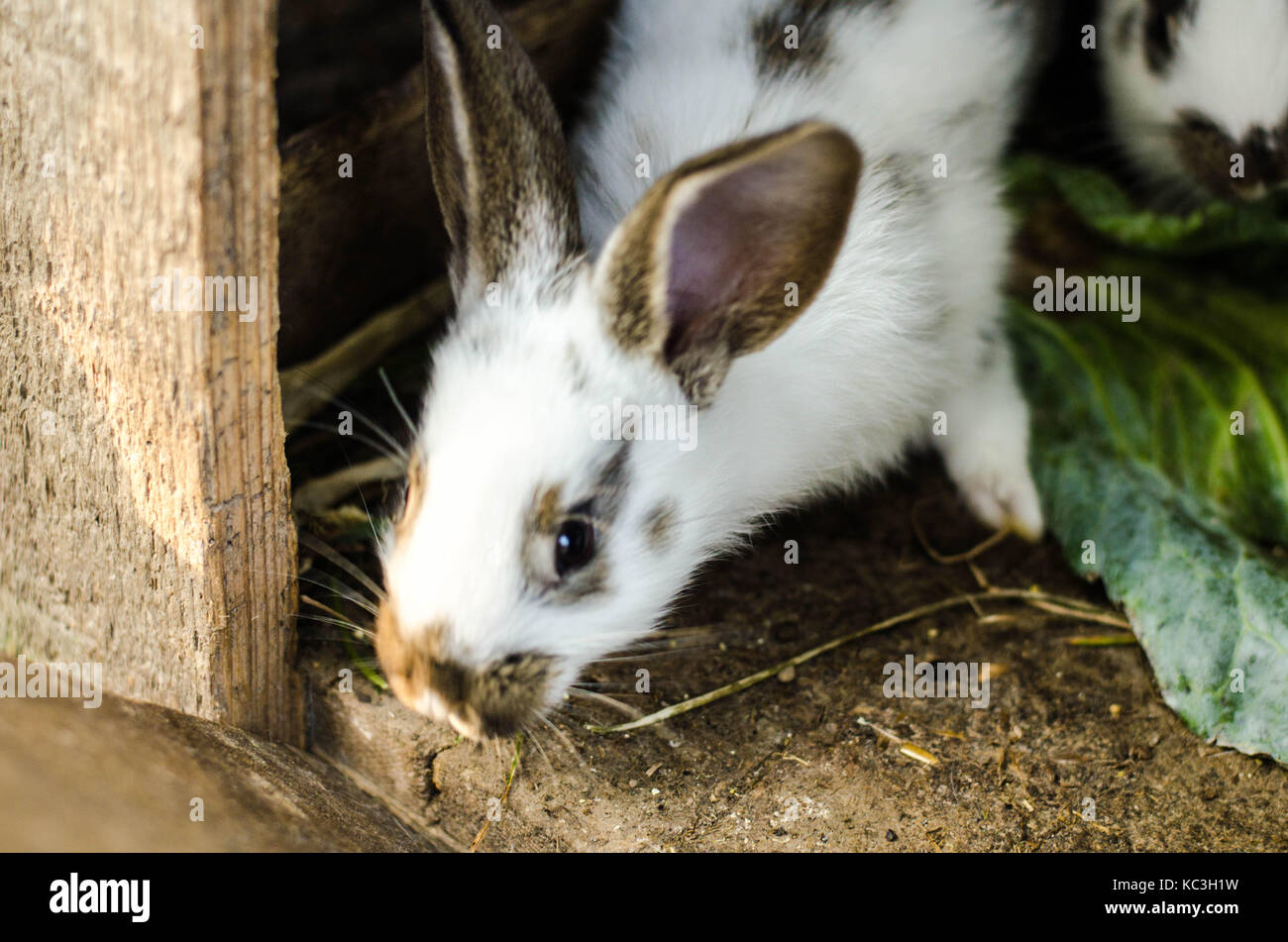 Cute Baby Rabbit Stock Photo - Alamy