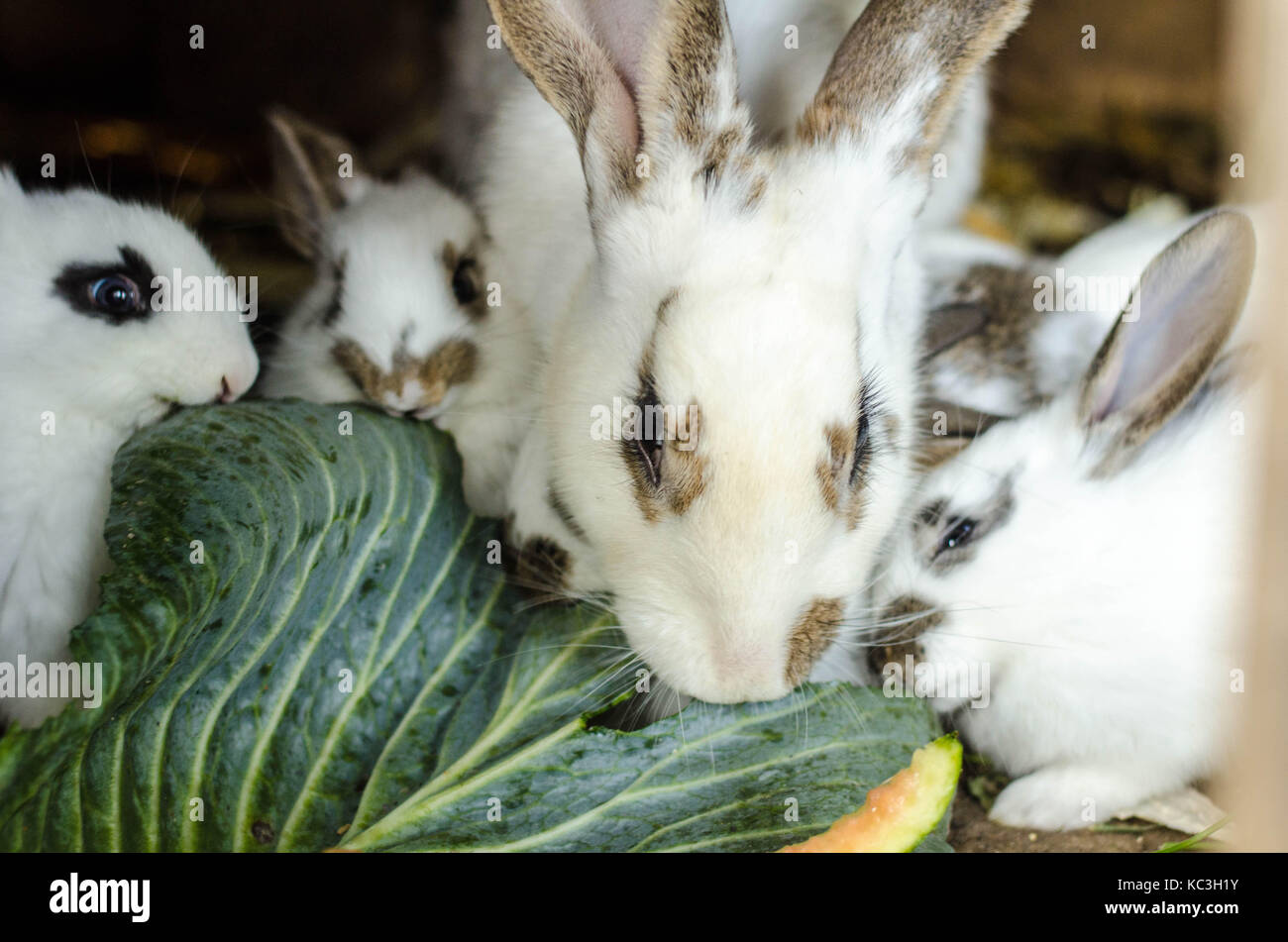 Cute Baby Rabbit Stock Photo - Alamy
