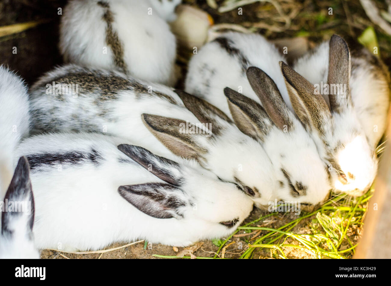 Cute Baby Rabbit Stock Photo - Alamy