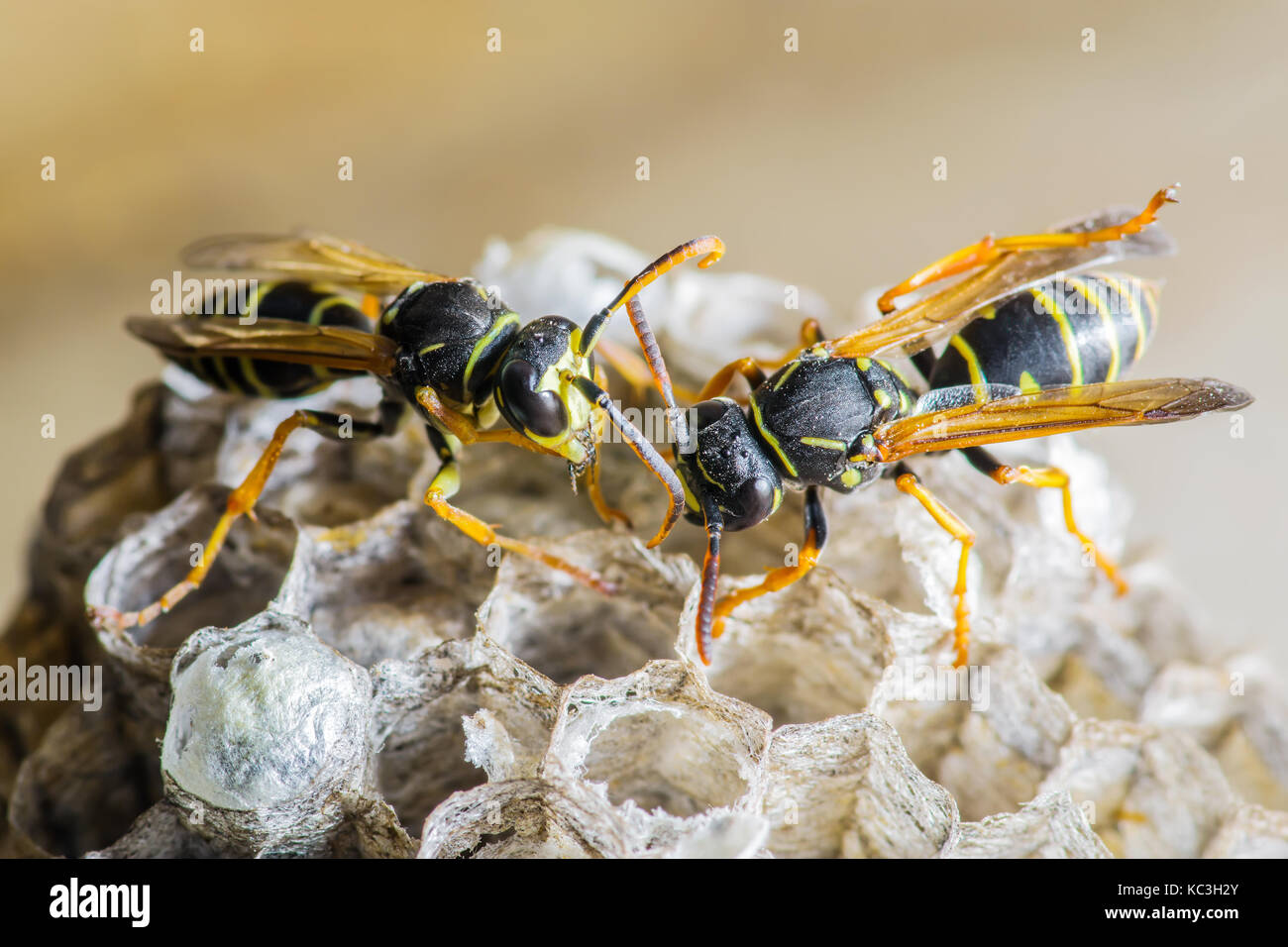 Small wasps nest hi-res stock photography and images - Alamy