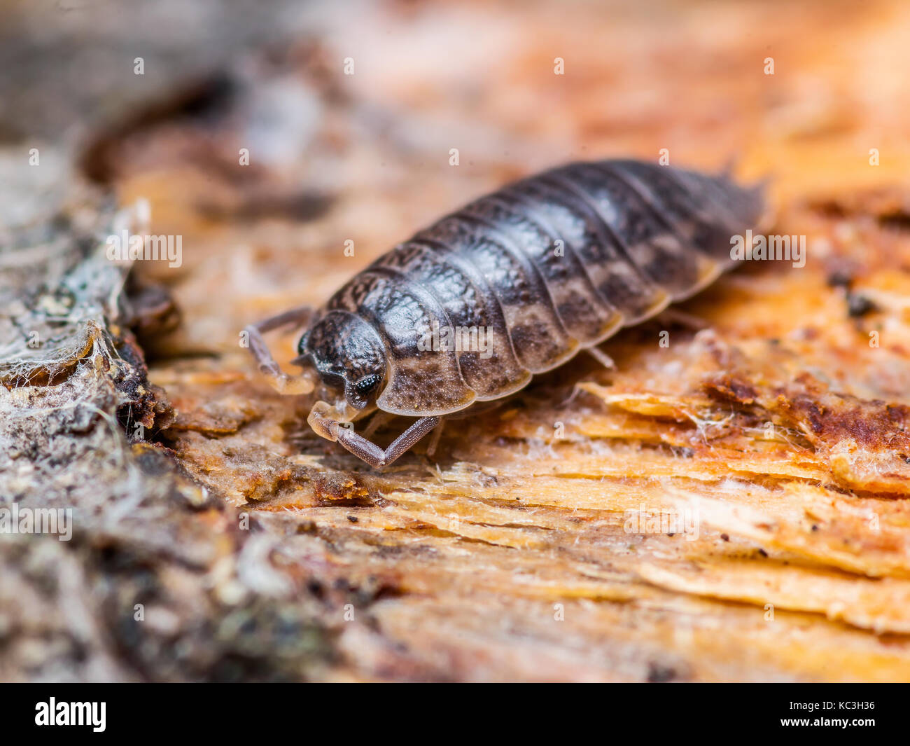 Woodlouse woodlice oniscidea hi-res stock photography and images - Alamy