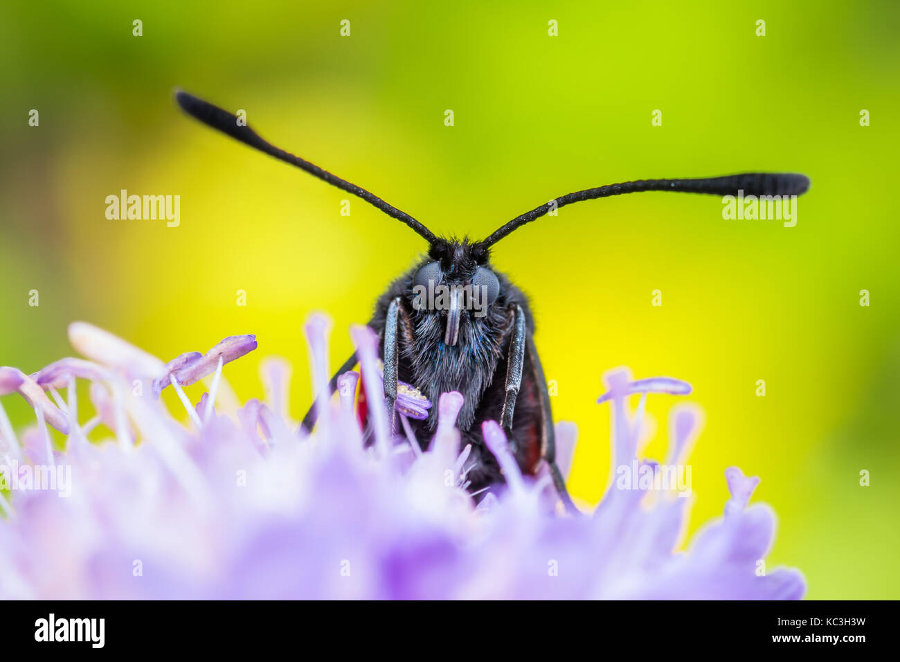 Blue Moth Insect Pollinating Flower on Green Background Stock Photo - Alamy