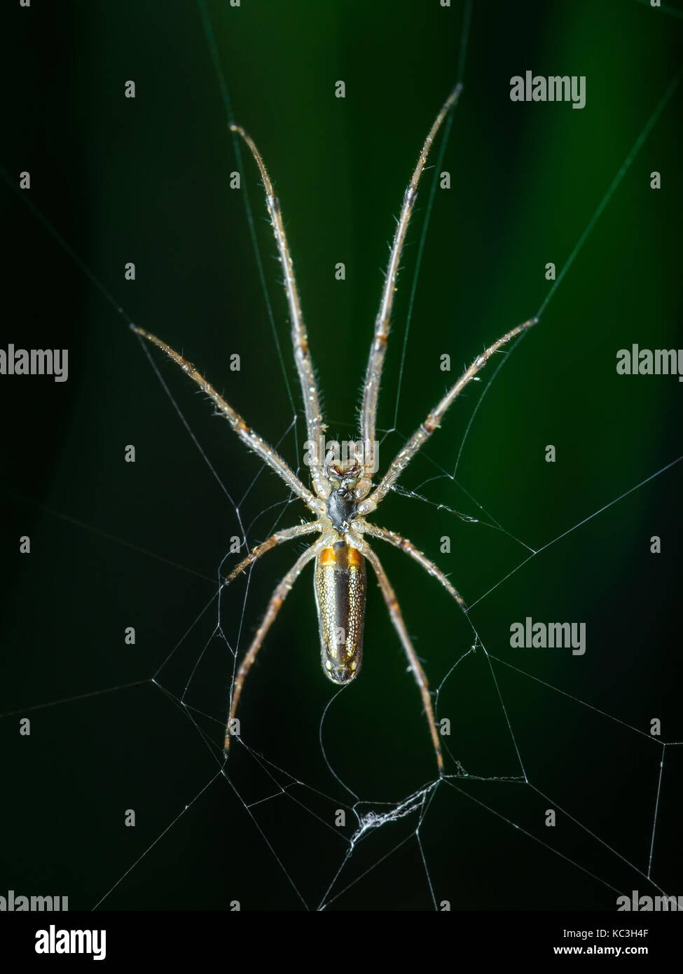 Spider Web Trap on Dark Background Stock Photo - Alamy
