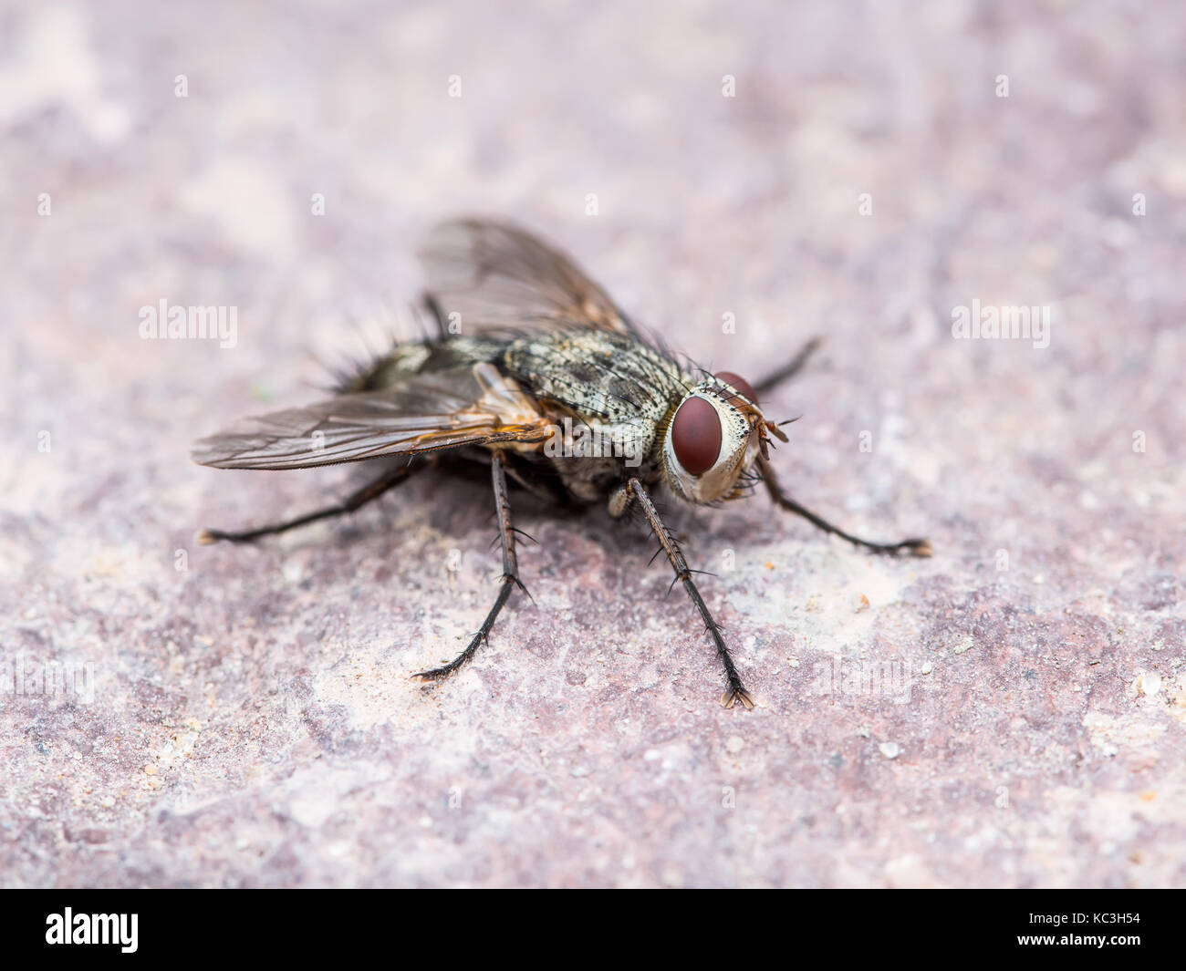 Meat Fly Diptera Insect On Wall Stock Photo - Alamy