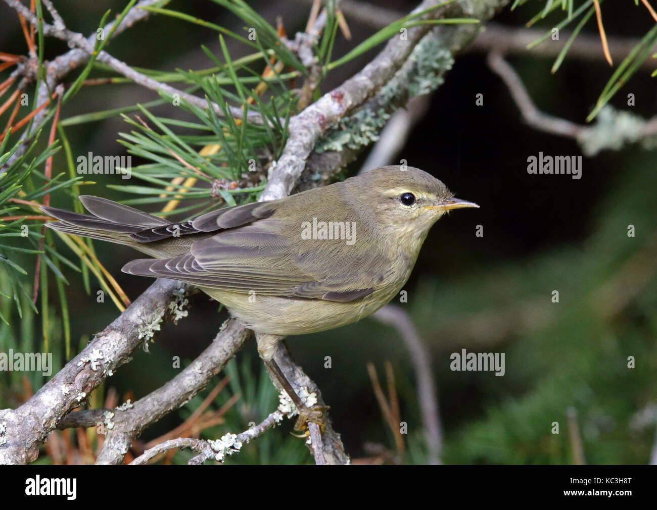 Willow warbler, Phylloscopus trochilus, in Pine tree Stock Photo - Alamy