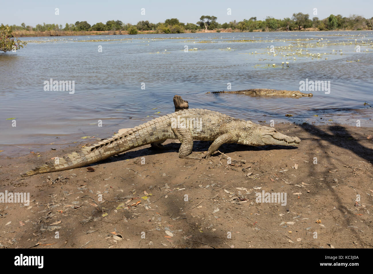 sacred crocodile in Sabou, Burkina Faso, Africa Stock Photo - Alamy
