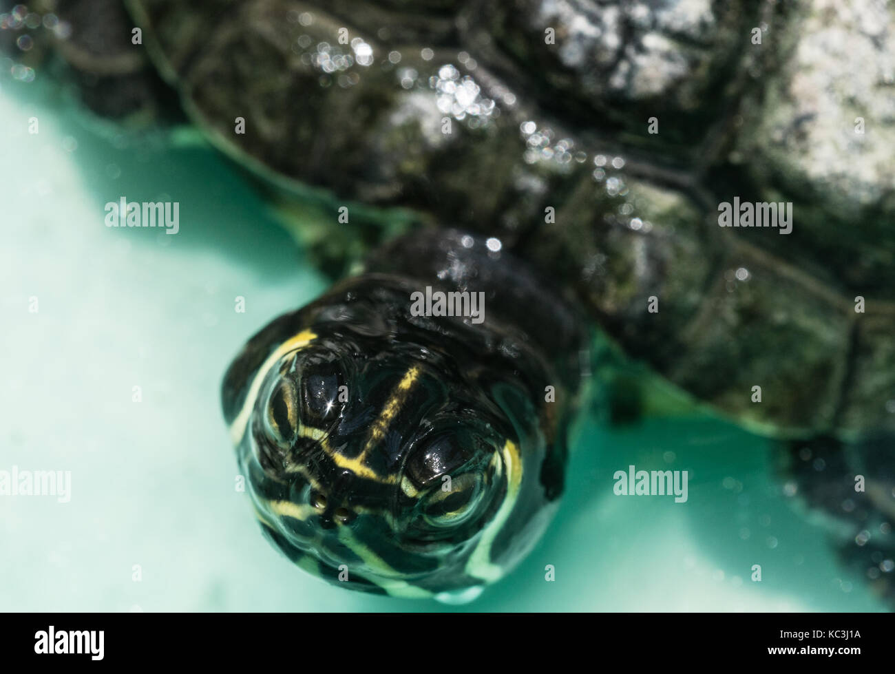 Turtle on back close hi-res stock photography and images - Alamy