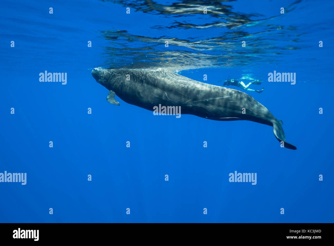 Blue Whale In The Indian Ocean High Resolution Stock Photography and ...