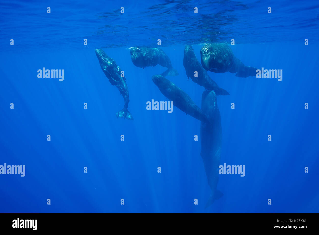 Pod Of Sperm Whale Calves And Juveniles In A Social Group Indian Ocean
