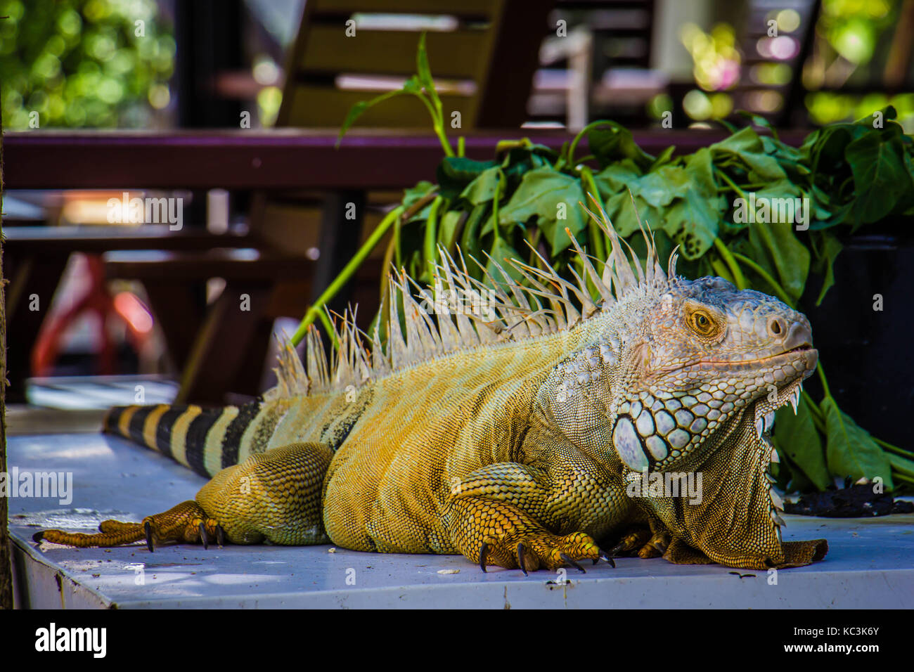 Iguana Photo Close-up portrait Large Green Stock Photo - Alamy