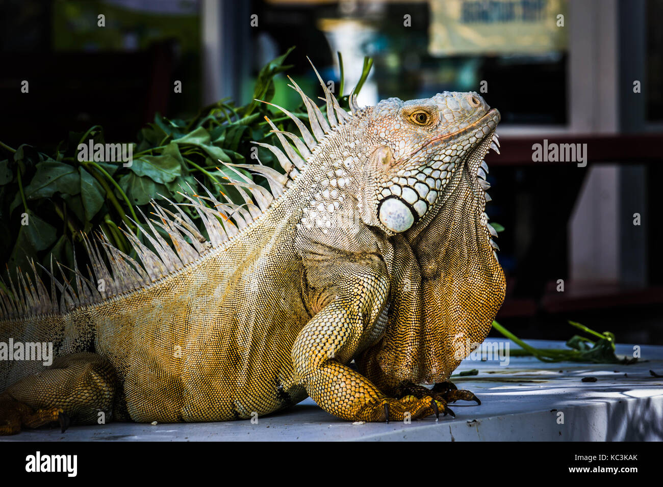 Iguana Photo Close-up portrait Large Green Stock Photo - Alamy