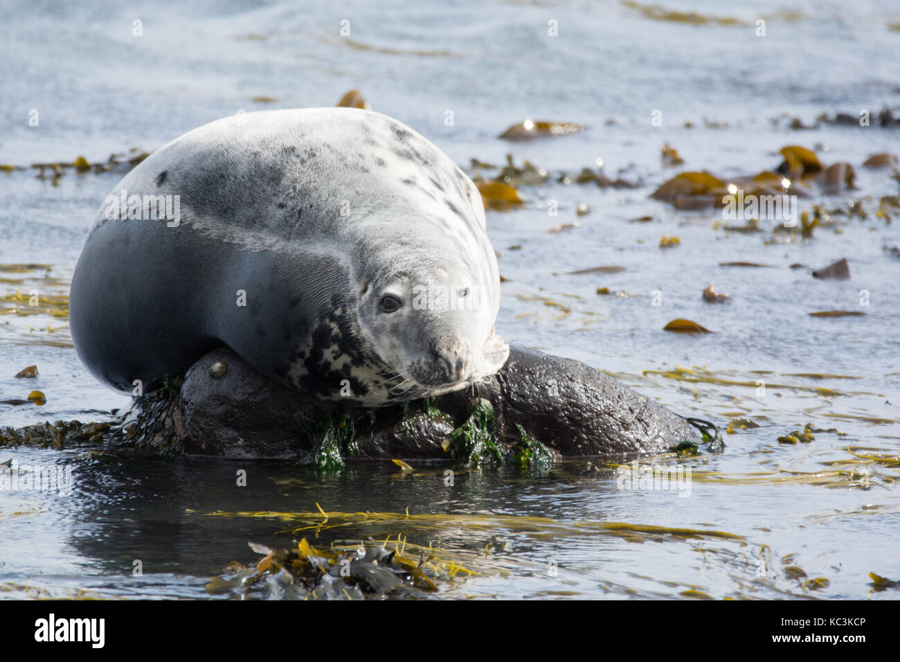 Seal ireland hi-res stock photography and images - Alamy