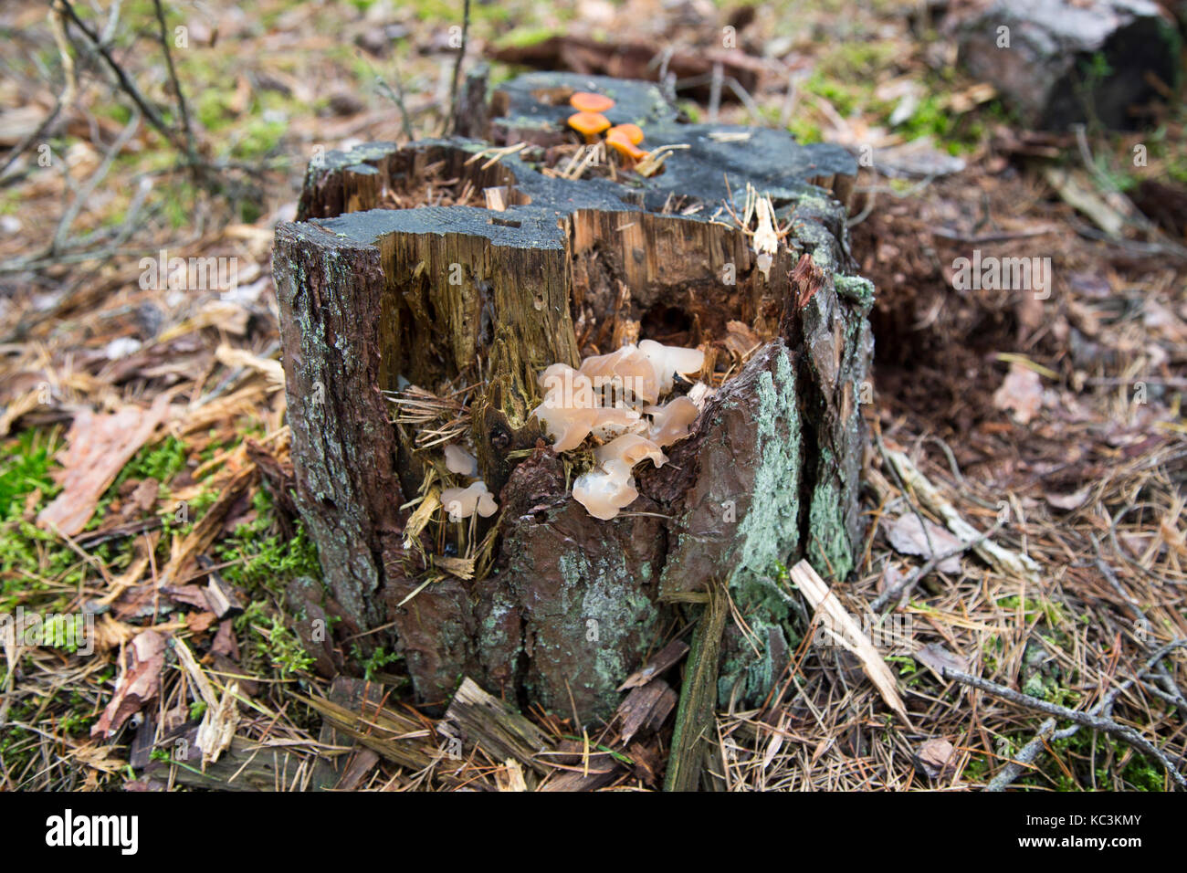 Fungi old tree stump hi-res stock photography and images - Alamy