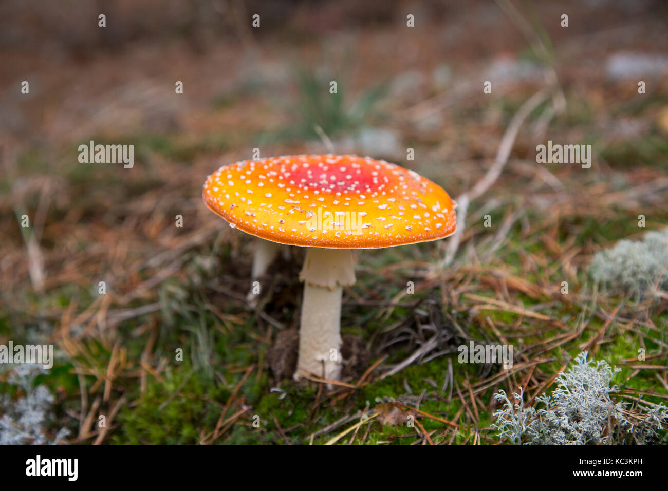 Mushroom agaric harvest hi-res stock photography and images - Alamy