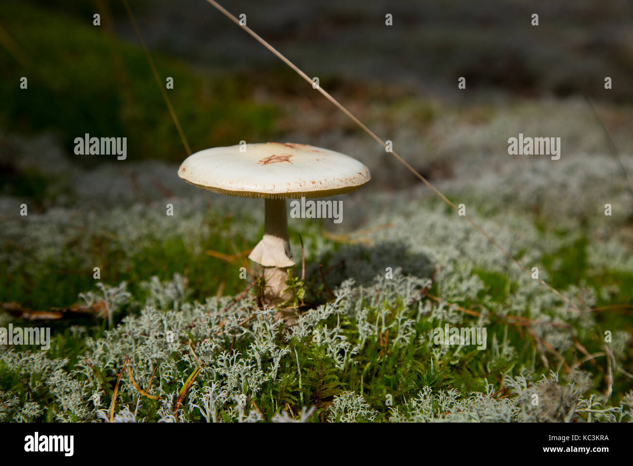 Most iconic toadstool hi-res stock photography and images - Alamy