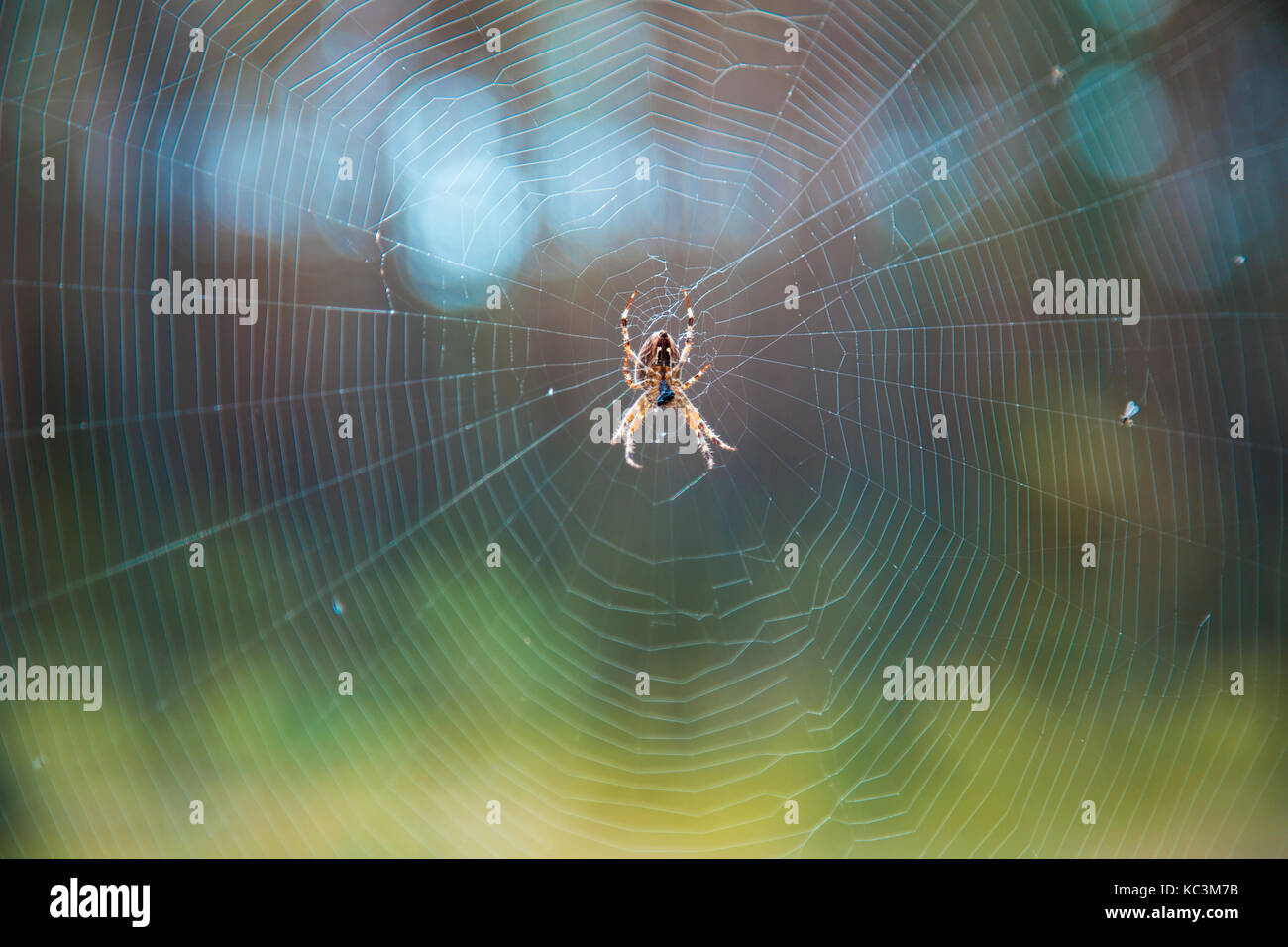 Spinne High Resolution Stock Photography and Images - Alamy