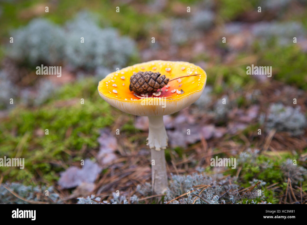 Moss seta hi-res stock photography and images - Alamy