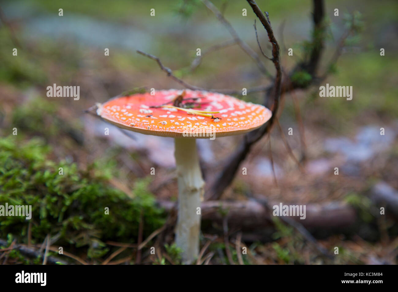 Most iconic toadstool hi-res stock photography and images - Alamy