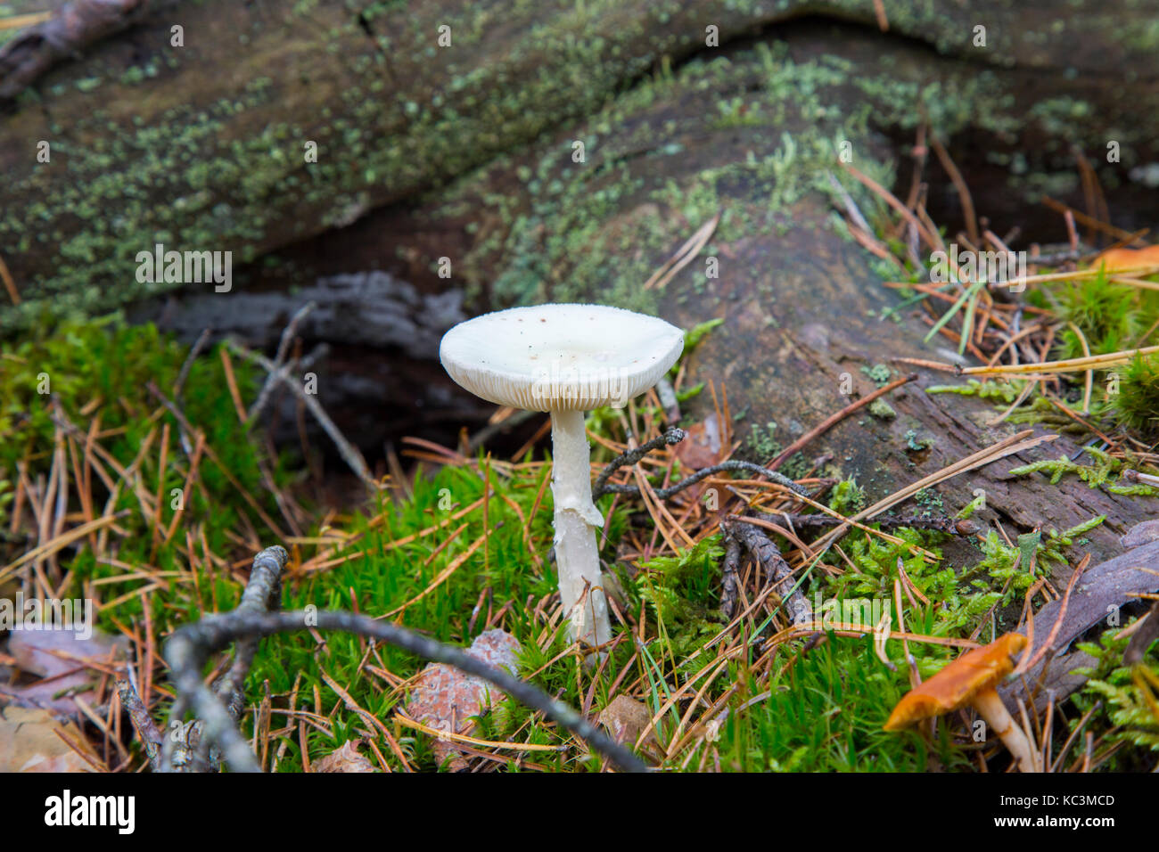 Most iconic toadstool hi-res stock photography and images - Alamy