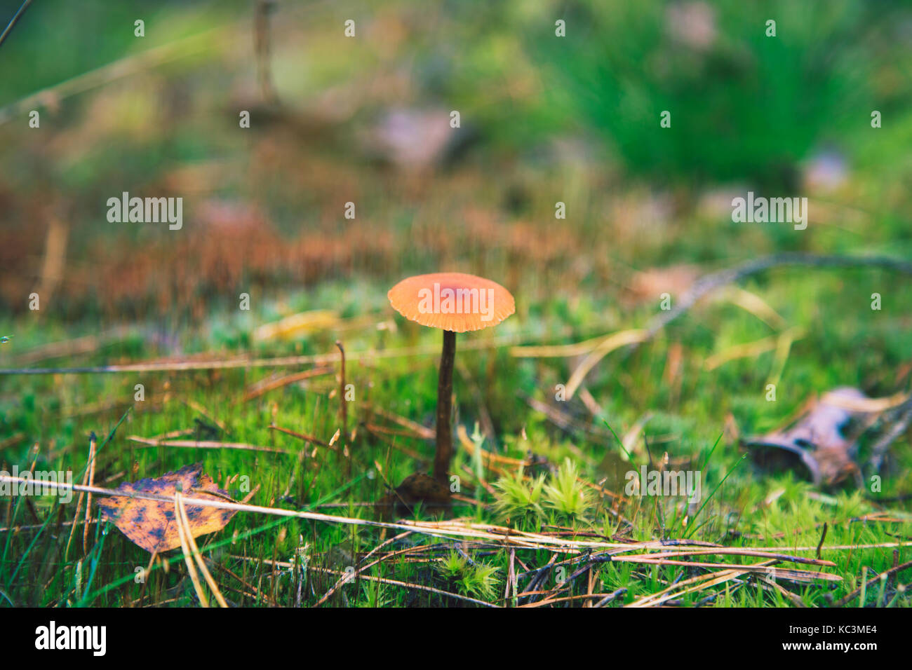 Wild mushroom growing in forest Stock Photo - Alamy