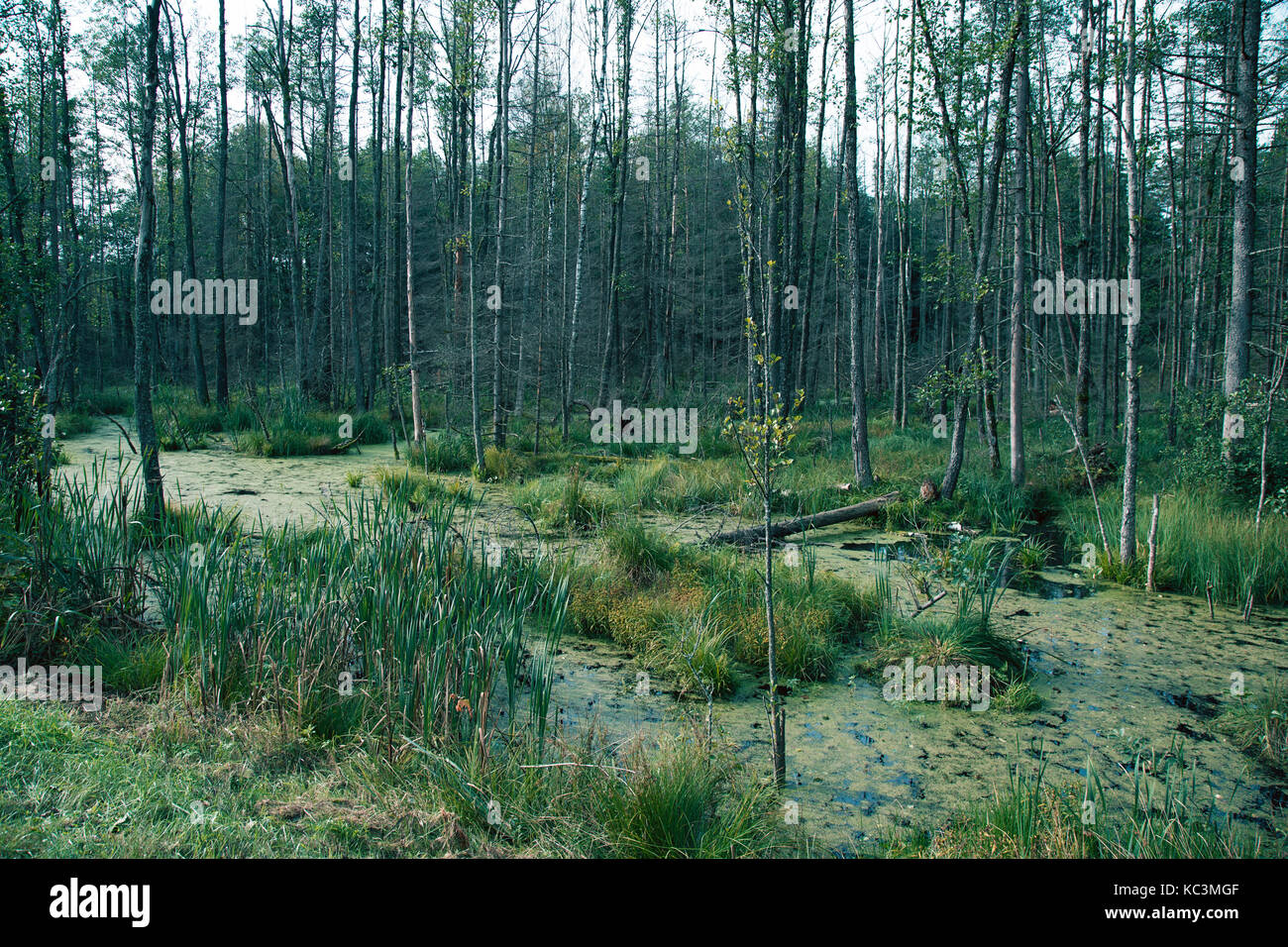 Quagmire hi-res stock photography and images - Alamy