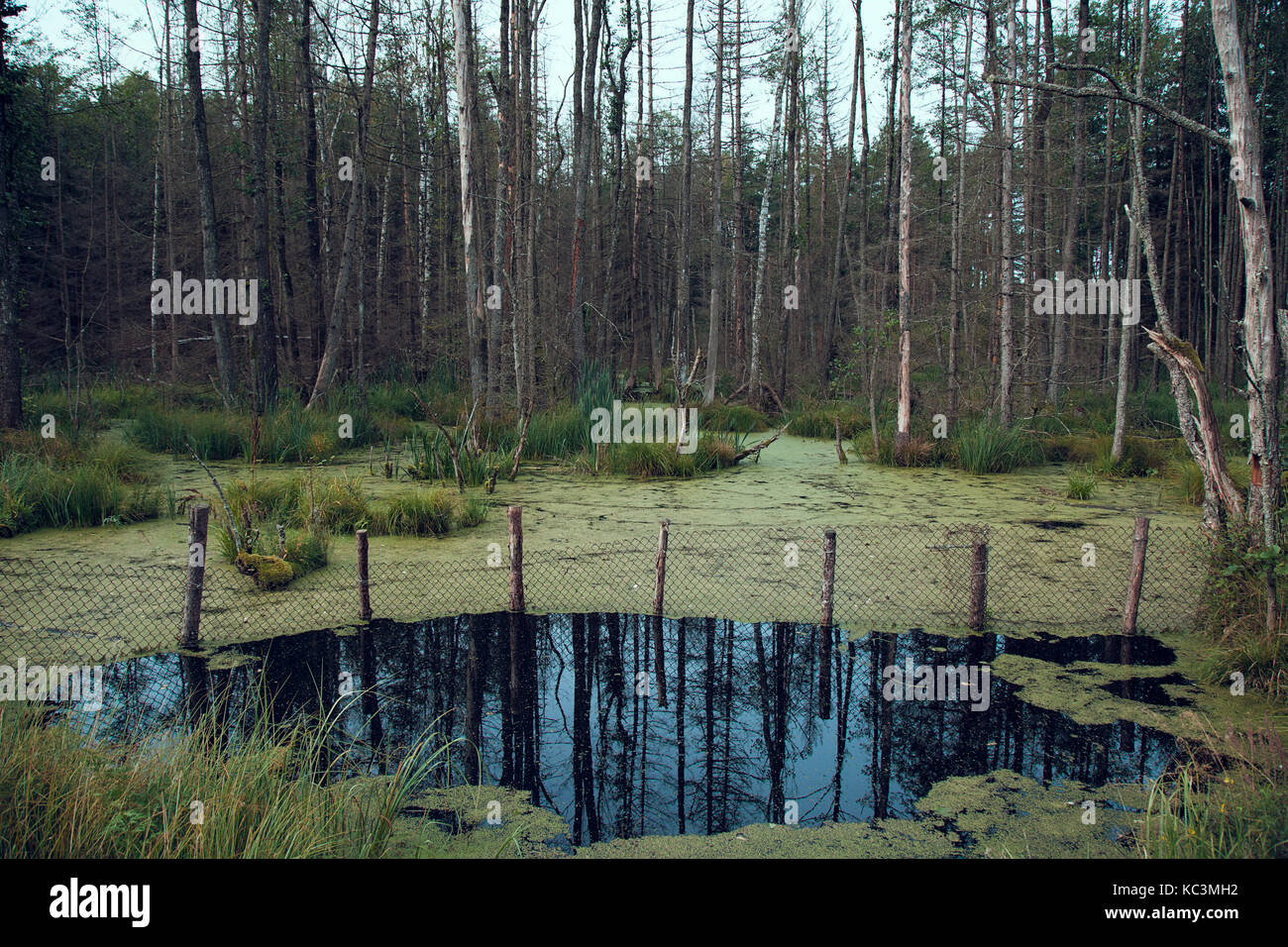 Quagmire hi-res stock photography and images - Alamy