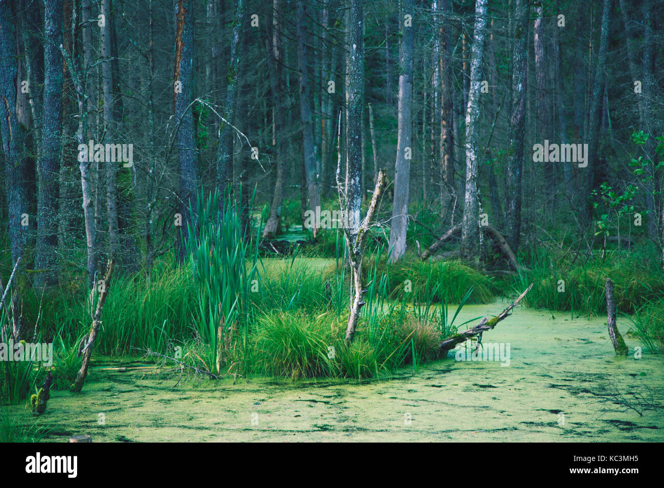 Swamp marsh mire fen bog hi-res stock photography and images - Alamy