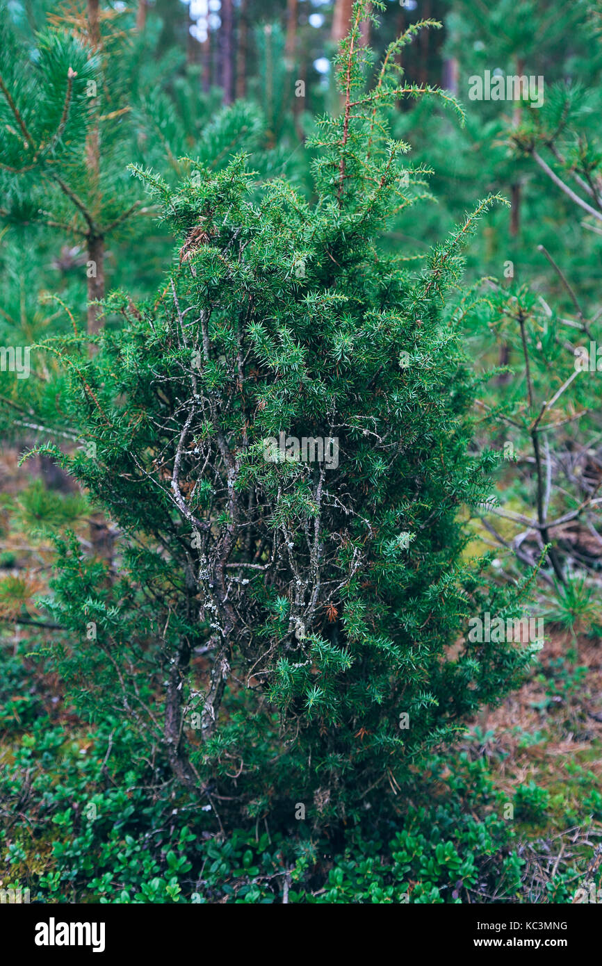 Juniper fall hi-res stock photography and images - Alamy