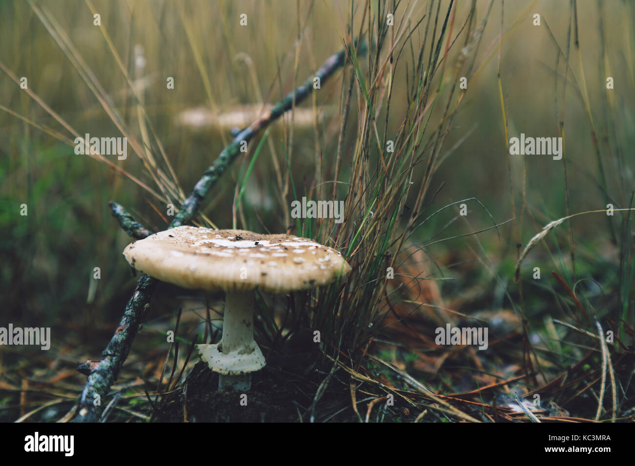 Bad toadstool hi-res stock photography and images - Alamy