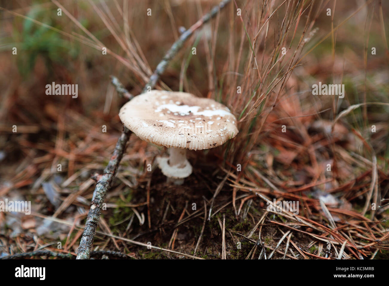Grey toadstool hi-res stock photography and images - Alamy