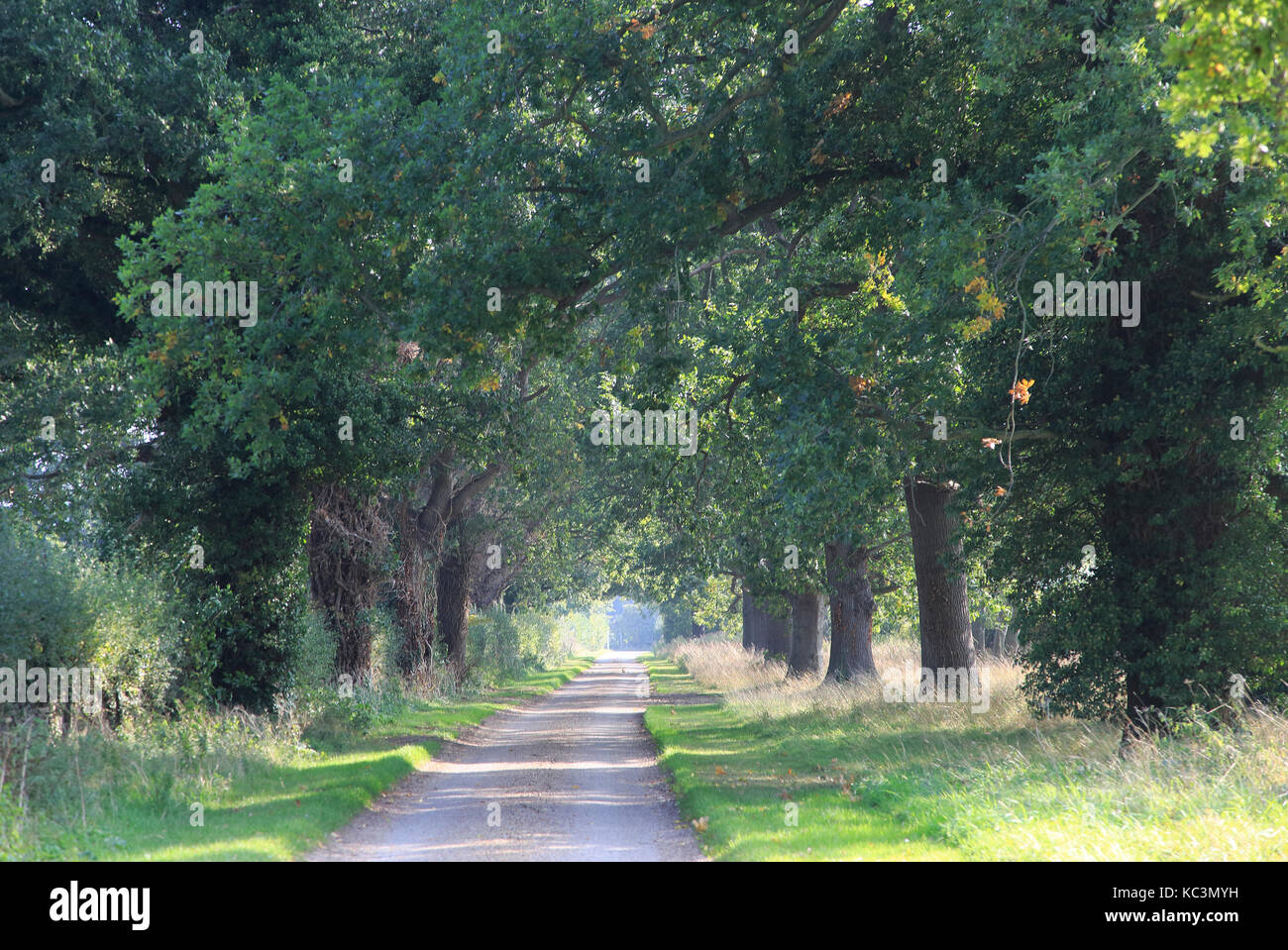 Avenue of oak trees narrow country road, Methersgate Drive, Sutton ...