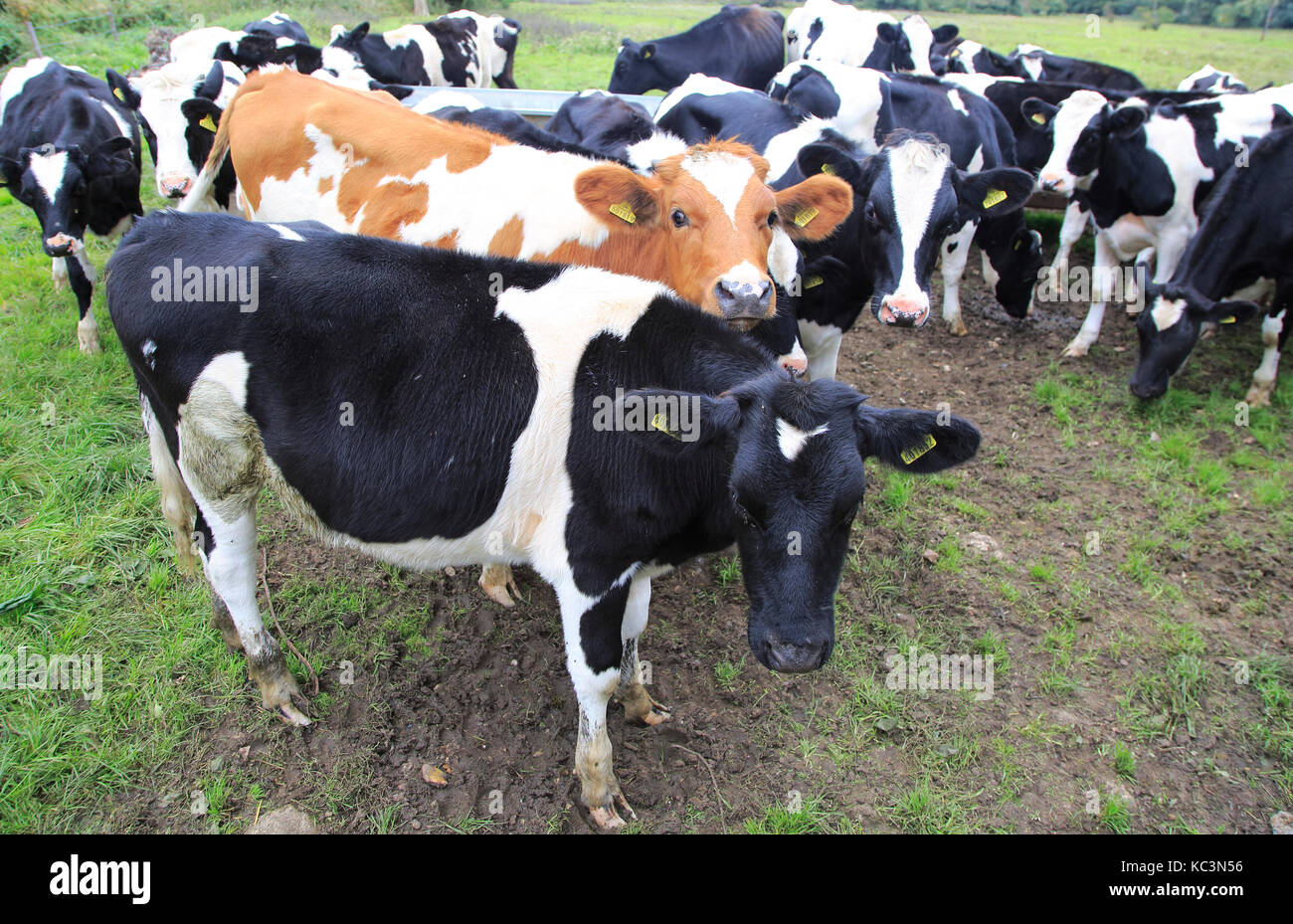 Calves in field at Ufford, Suffolk, England, UK Stock Photo - Alamy