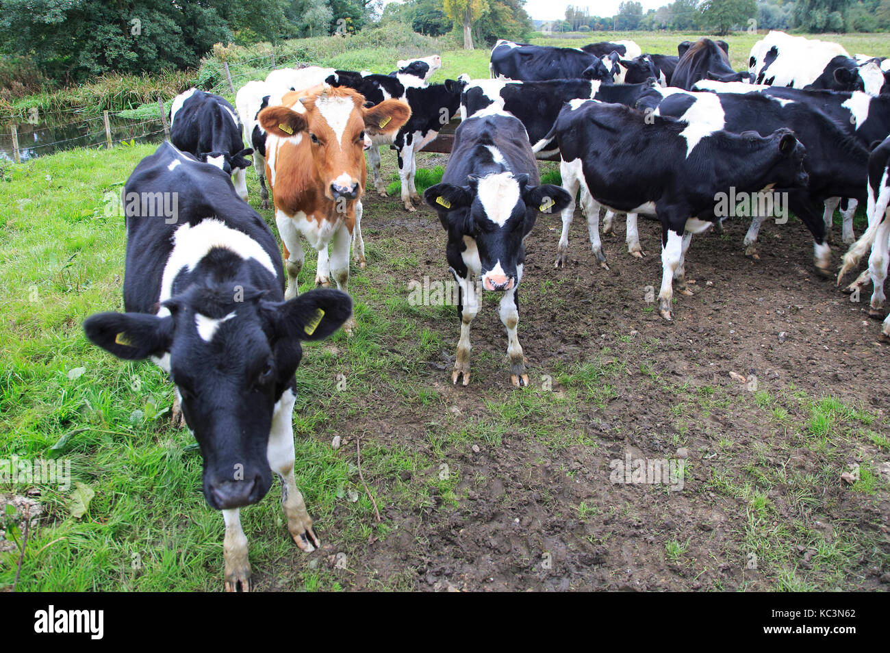 Odd one out animals hi-res stock photography and images - Alamy