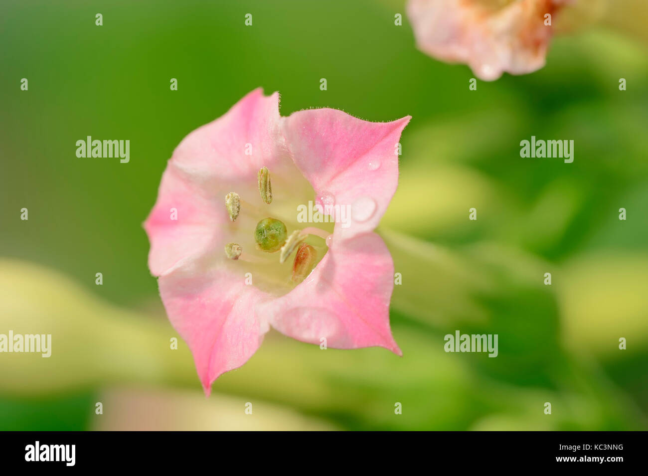 Virginia Tobacco / (Nicotiana tabacum) | Virginischer Tabak ...