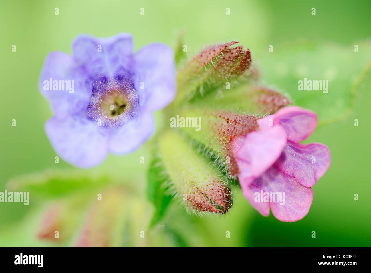 Common Lungwort, North Rhine-Westphalia, Germany / (Pulmonaria ...