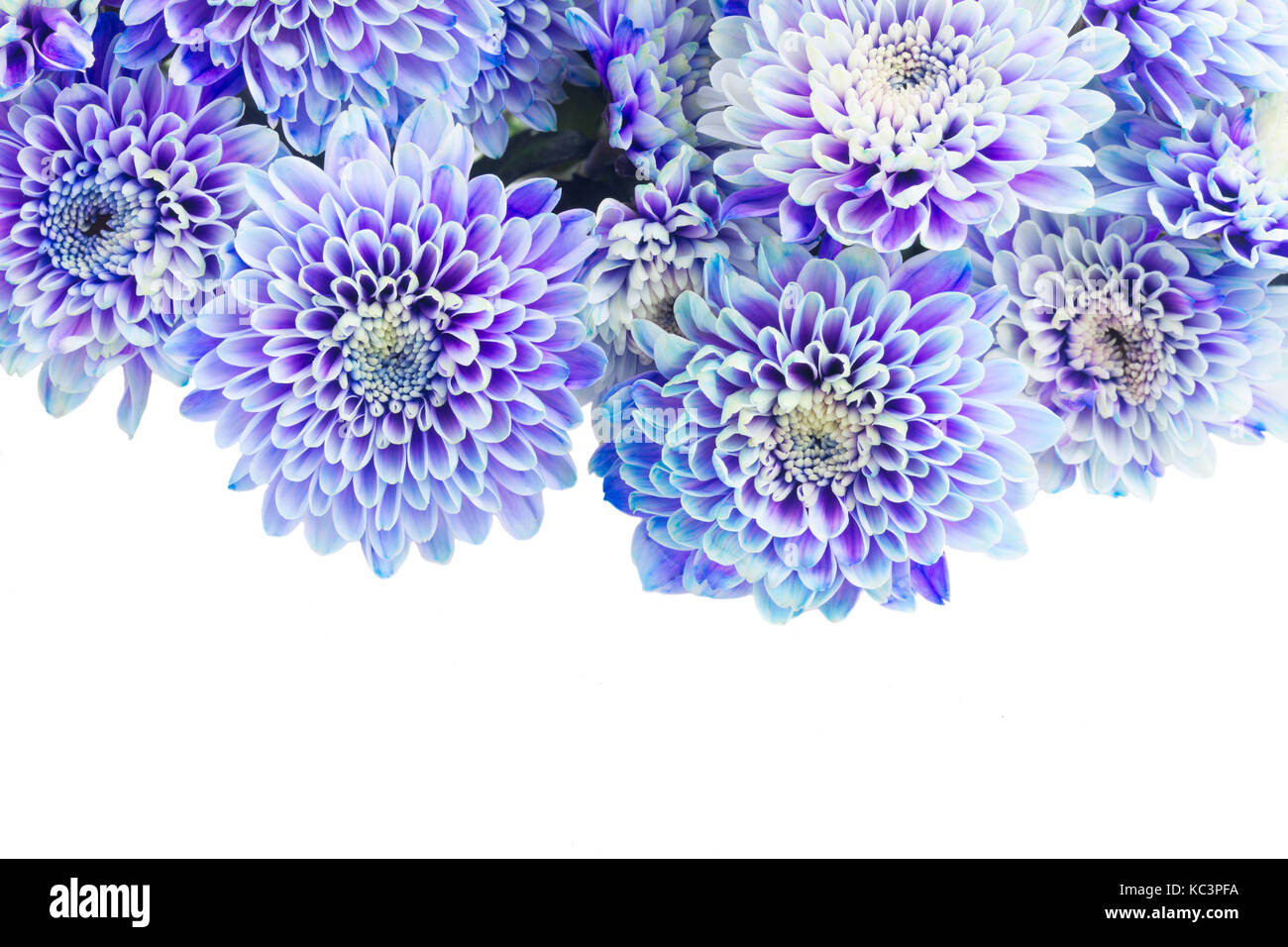 blue chrysanthemum flowers Stock Photo - Alamy