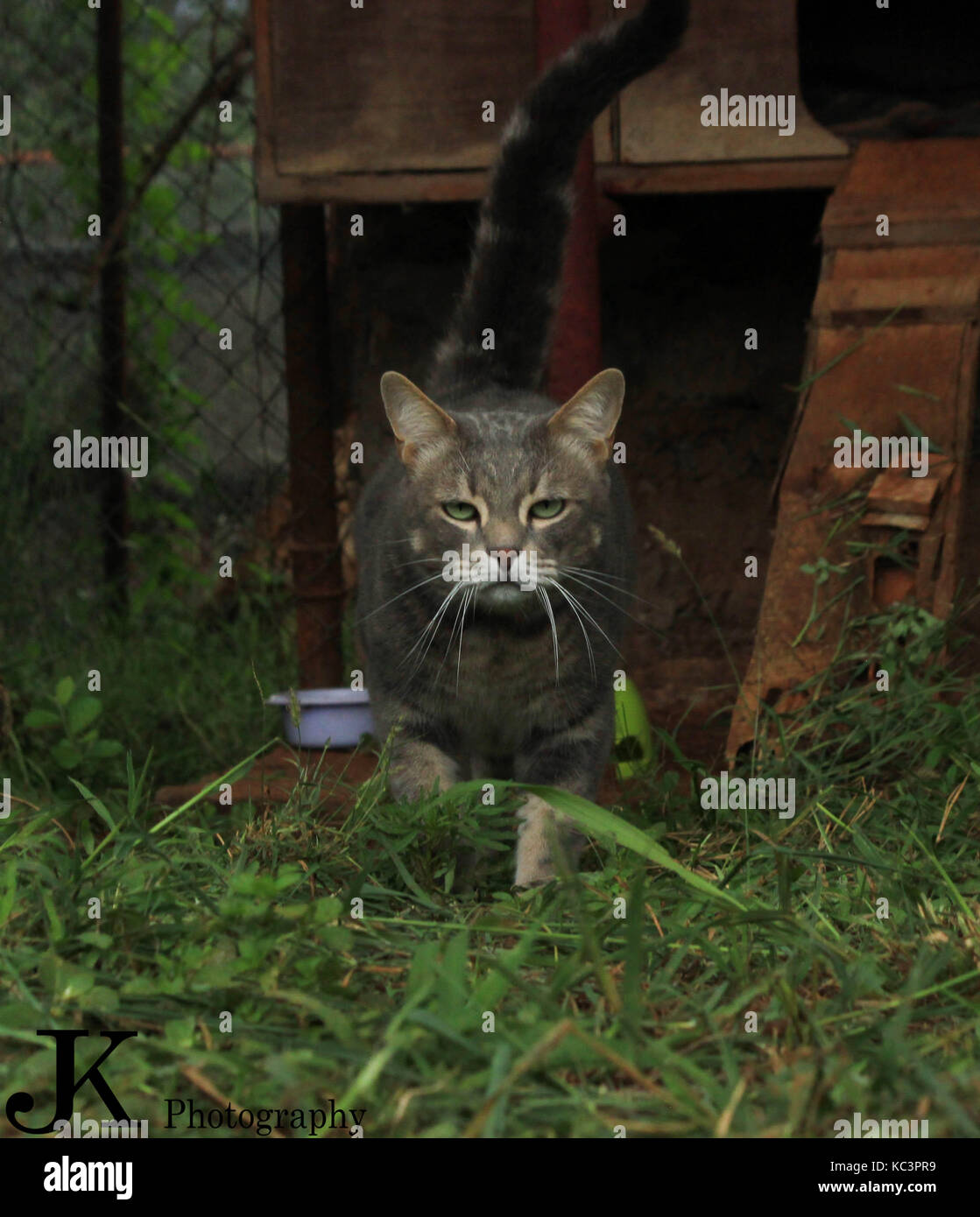 Cattery hi-res stock photography and images - Alamy