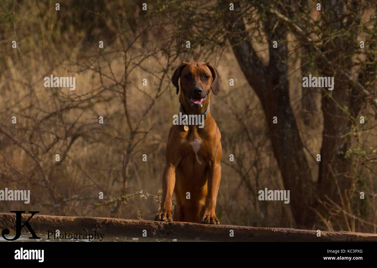Rhodesian Rdigeback at Yoani Yapperville Kennels Stock Photo - Alamy