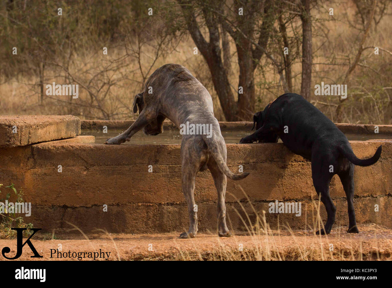 Mastif Dog High Resolution Stock Photography and Images - Alamy
