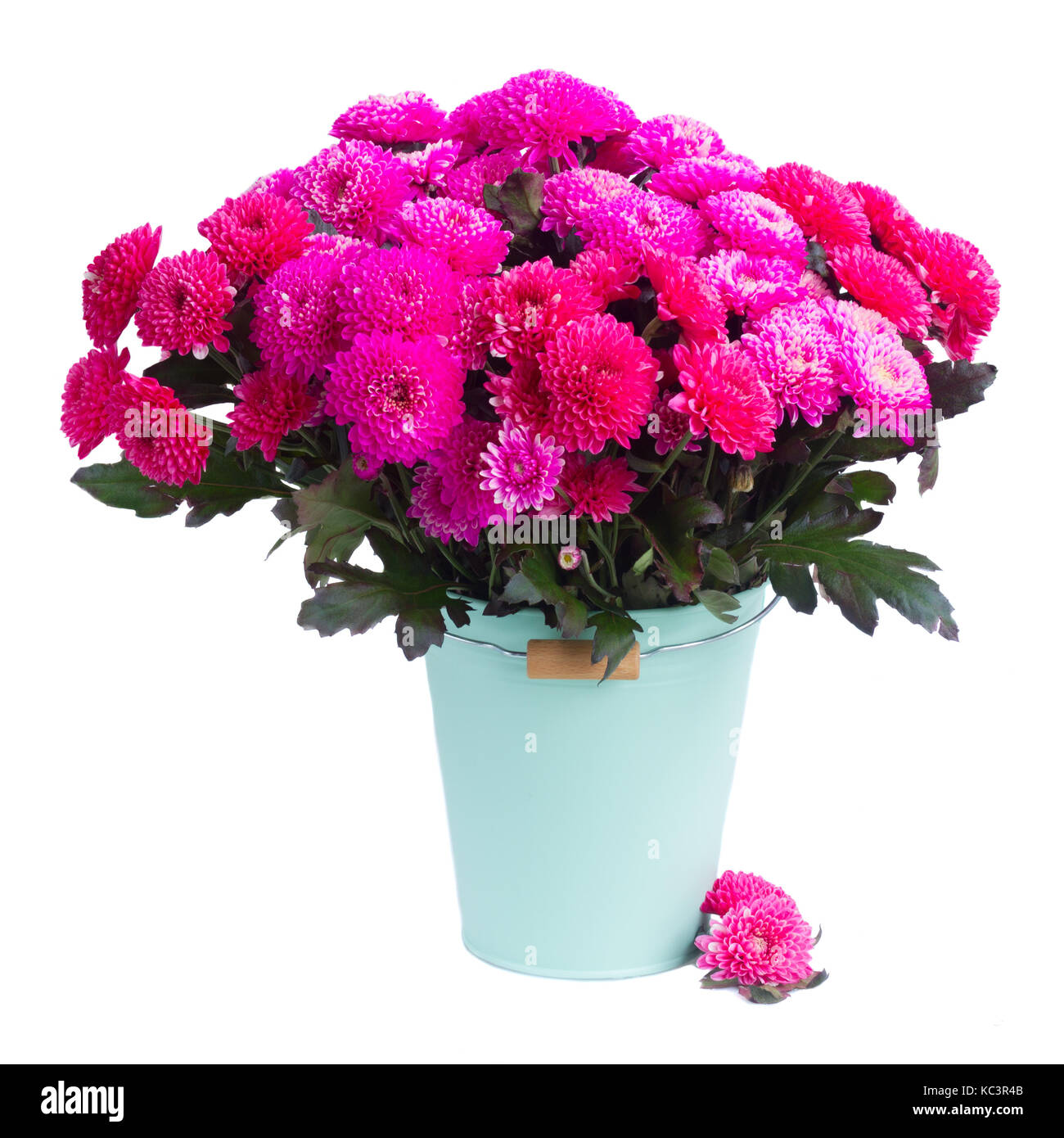 blue chrysanthemum flowers Stock Photo - Alamy