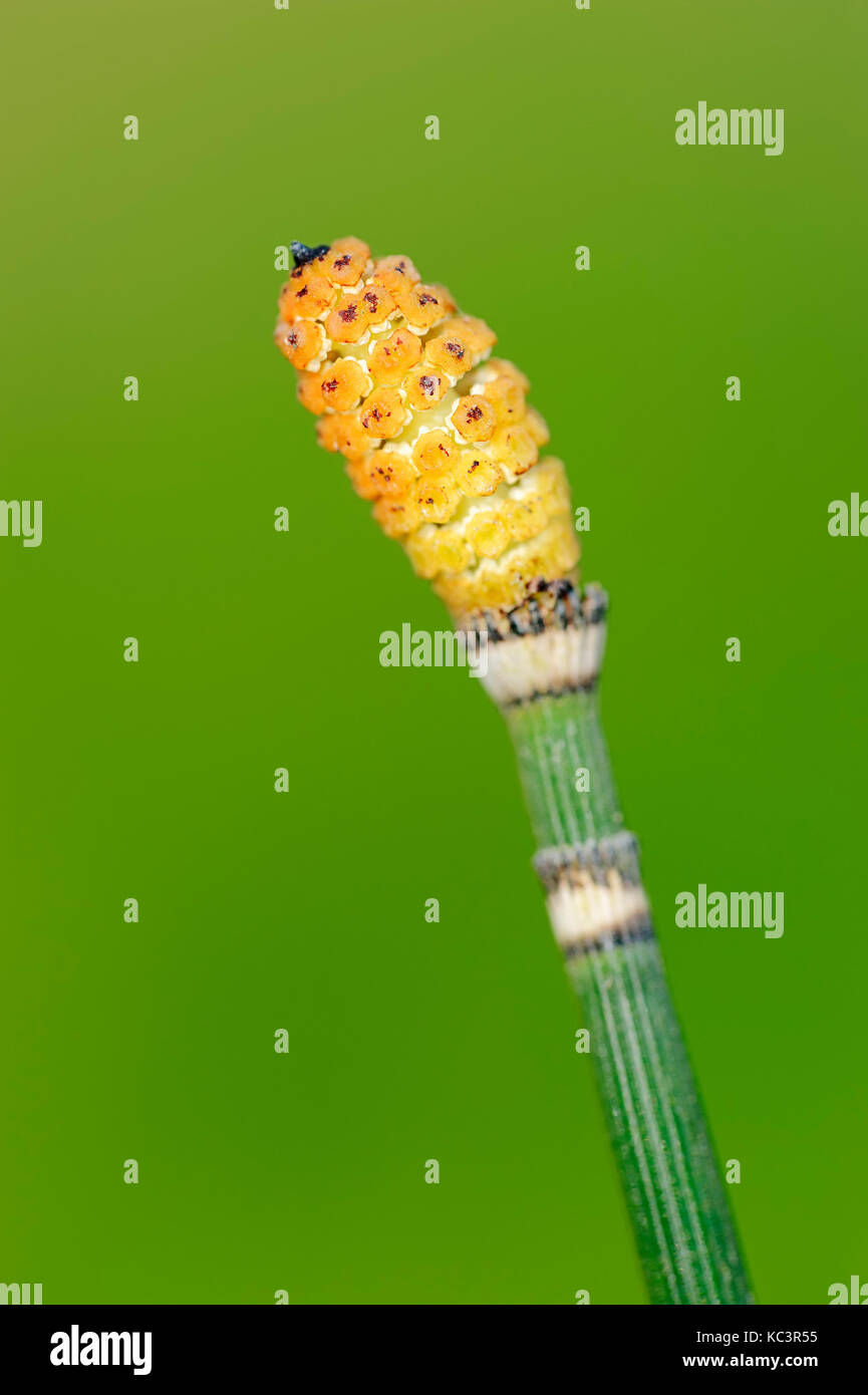 Scouring-rush Horsetail, North Rhine-Westphalia, Germany / (Equisetum ...