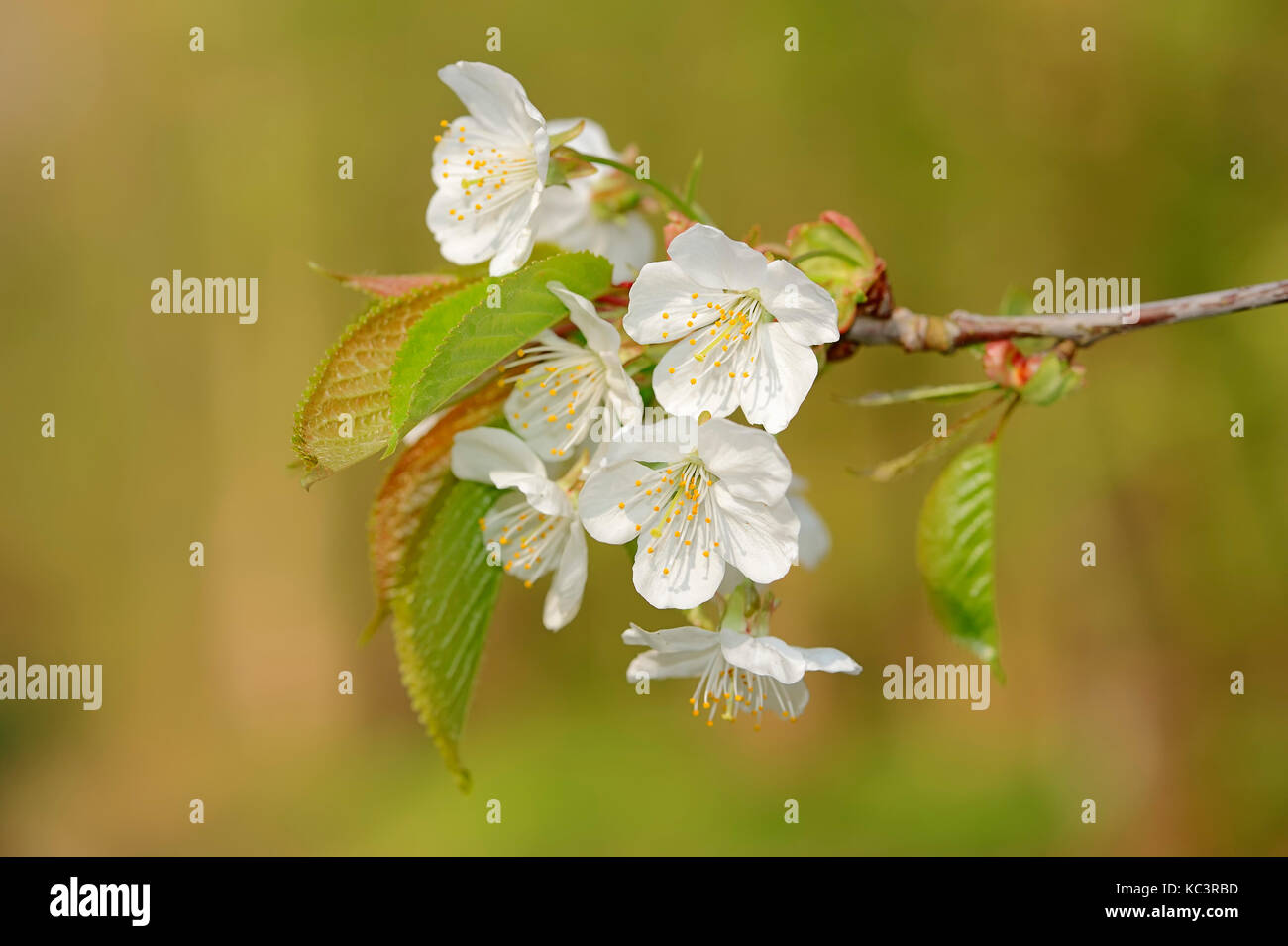 Prunus kirsche hi-res stock photography and images - Alamy