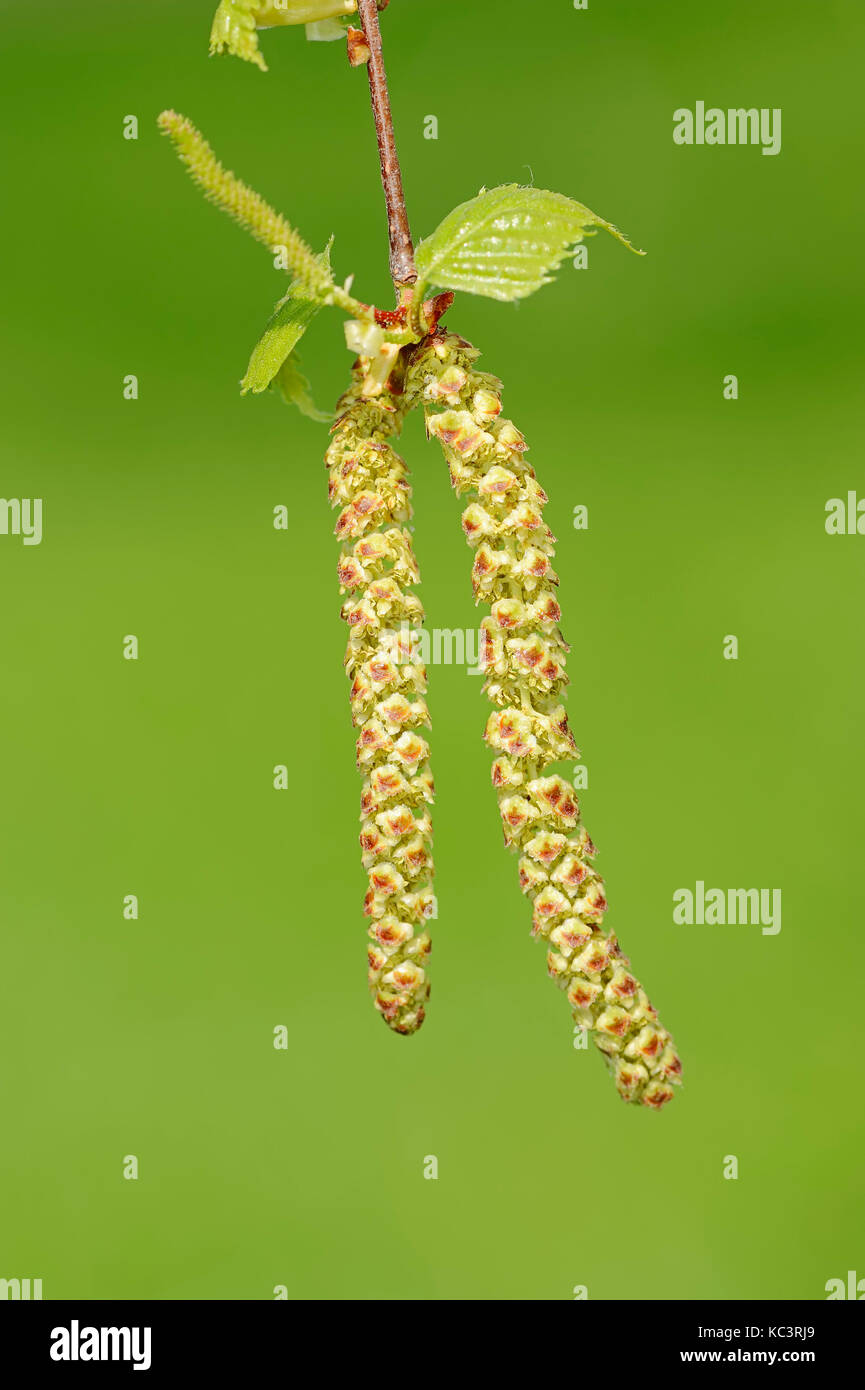 Silver Birch, male blossoms, North Rhine-Westphalia, Germany / (Betula ...