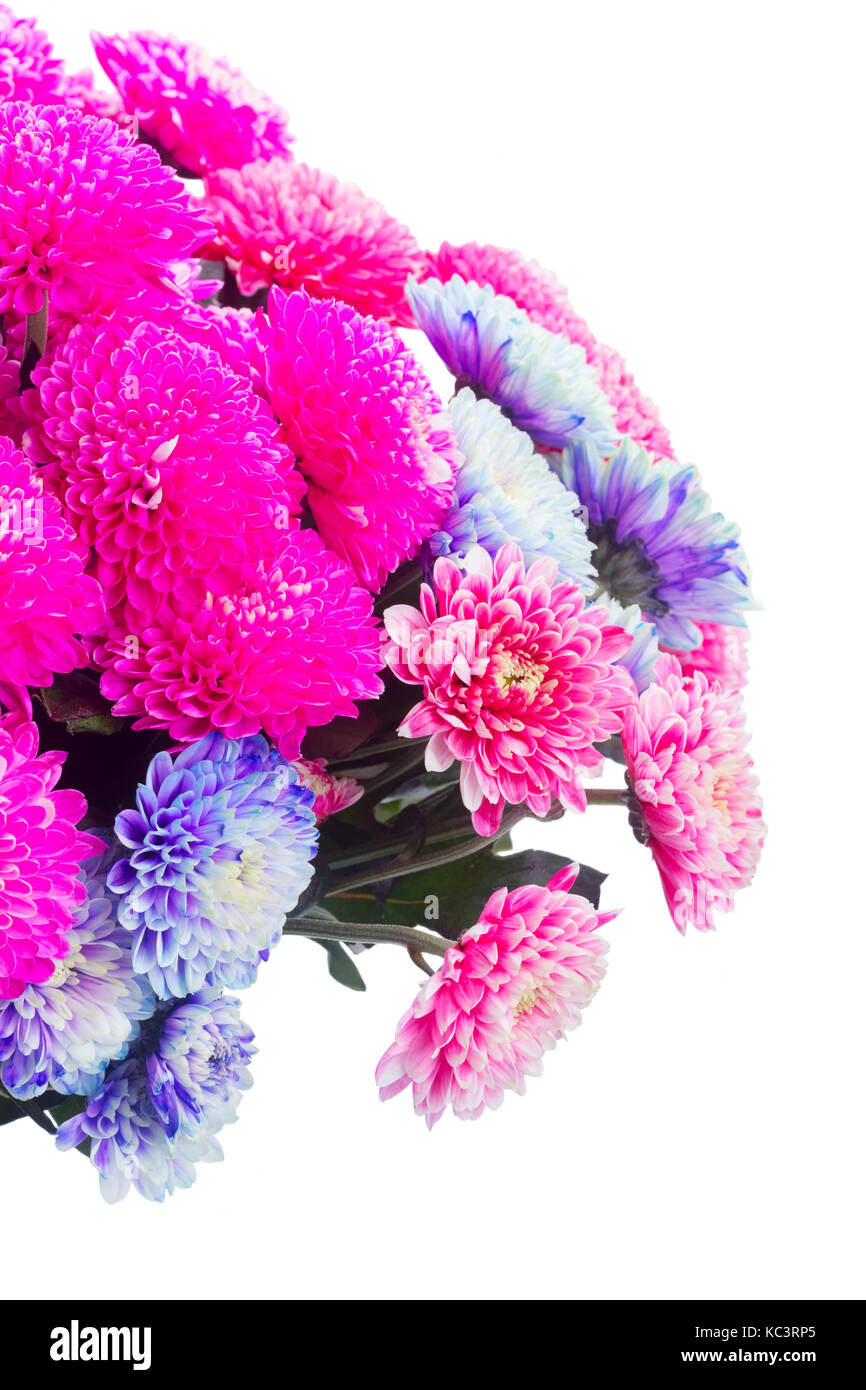 Blue chrysanthemum flowers hi-res stock photography and images - Alamy
