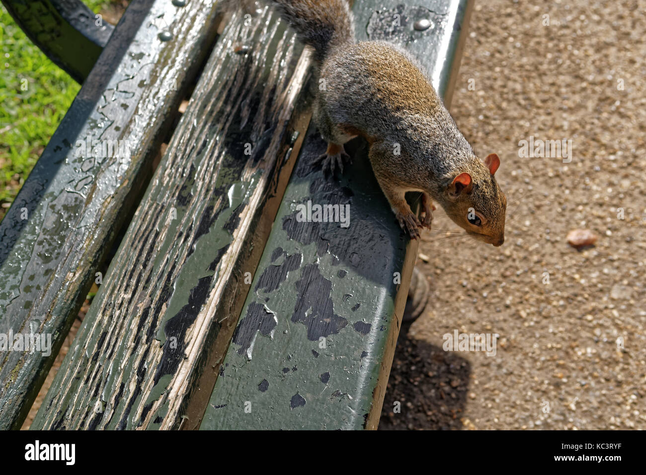 Squirrel Bench High Resolution Stock Photography and Images - Alamy