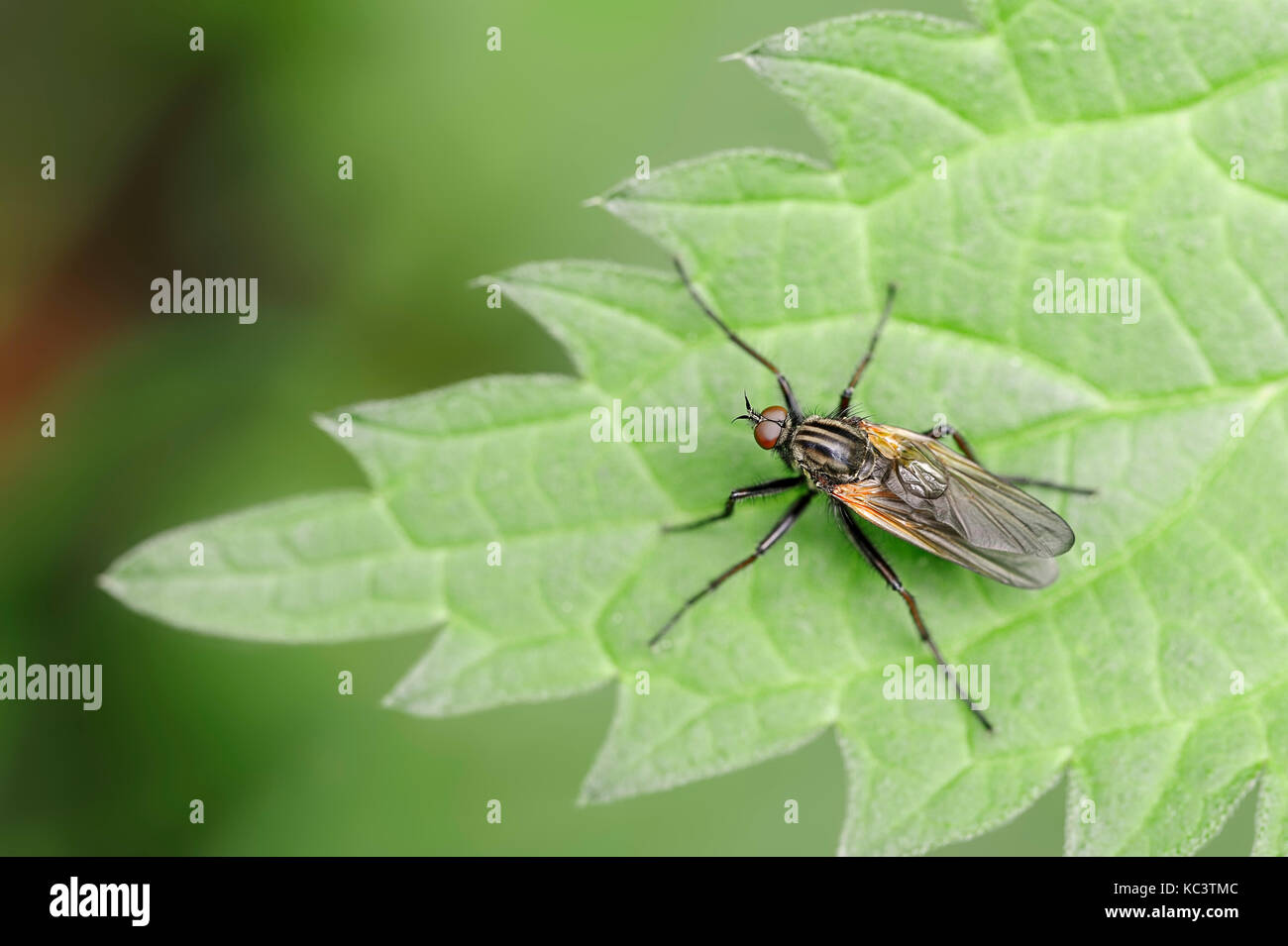 Empid Fly, North Rhine-Westphalia, Germany / (Empis tesselata ...