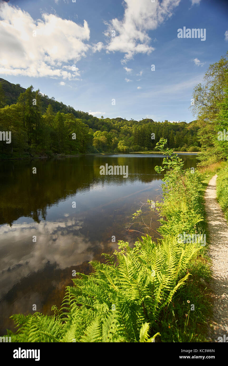 Yew Tree Tarn Lake District High Resolution Stock Photography and ...