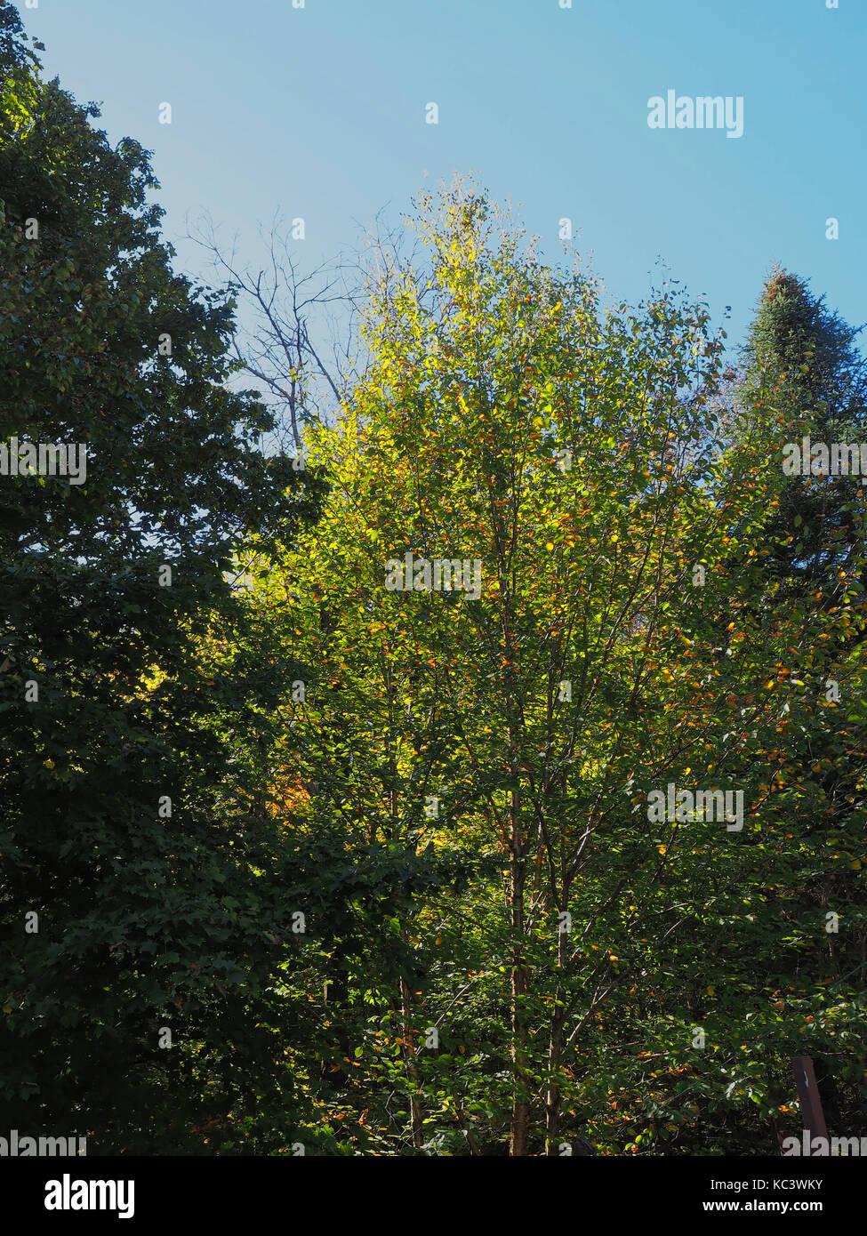 Quebec, Canada. Forest in early fall Stock Photo - Alamy